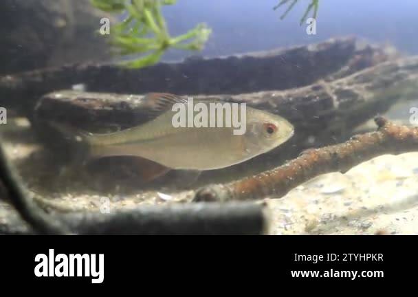 Temperate freshwater fish Stock Videos & Footage - HD and 4K Video ...