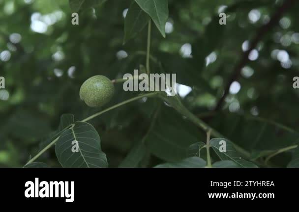 Walnut in the peel on branch. Green walnuts on the tree branch in ...