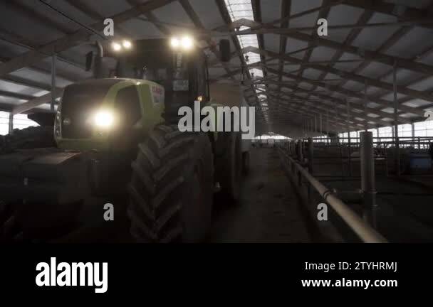 A feeding gallery in a cattle farm with cows and moving tractor between ... A feeding gallery in a cattle farm with cows and moving tractor between ...