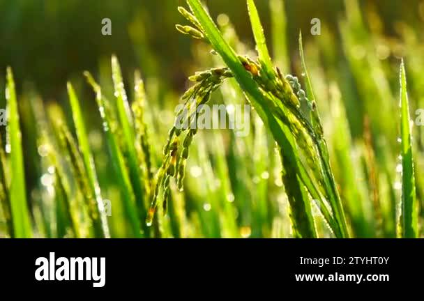 Rice Field Green agriculture ecosystem Asian rice paddy field Vietnam ...