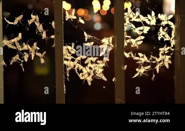 Ephemera hainanensis - mayfly or also known as fishflies, shadflies or ...