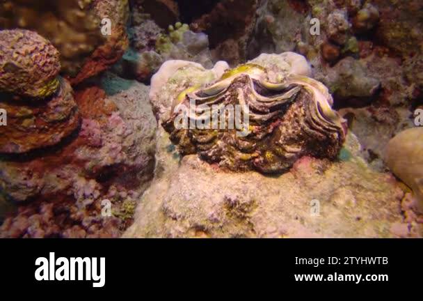 Mollusc, Bivalve (Tridacna Maxima) bivalve mollusk, grown among corals ...