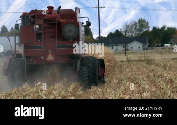 Cutting corn field Stock Videos & Footage - HD and 4K Video Clips - Alamy