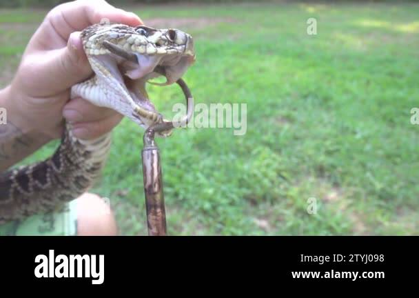 Venom dripping from snake Stock Videos & Footage - HD and 4K Video ...