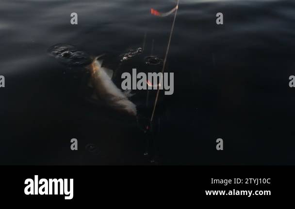 Norwegian cod fishing Stock Videos & Footage - HD and 4K Video Clips ...