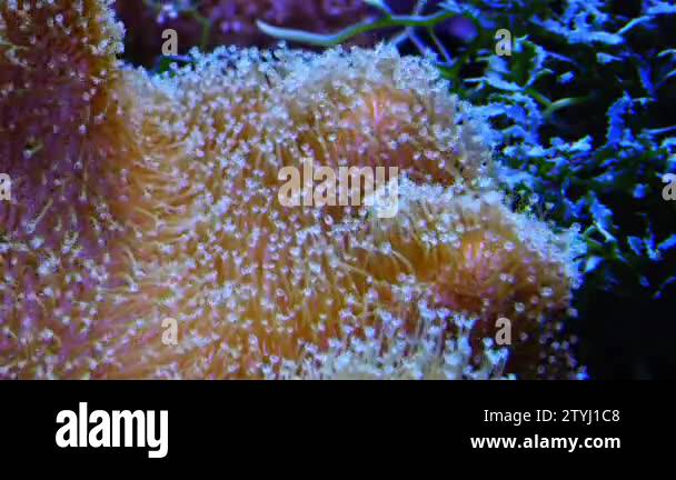 Symbiosis with fish, tentacles of large sea anemone in a marine ...
