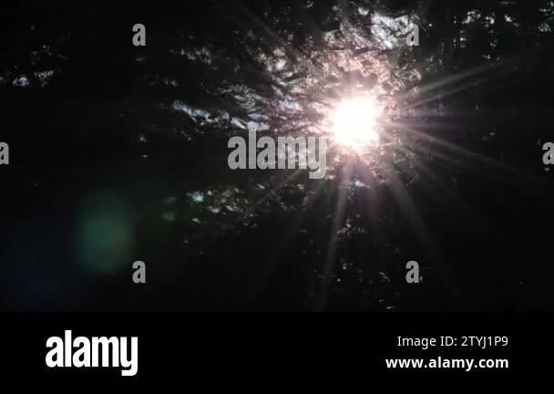 Sun rays light shines through apple tree and branches of forest ...