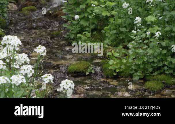 Zoomed plants Stock Videos & Footage - HD and 4K Video Clips - Alamy