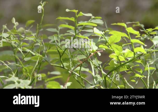 Swamp blueberry Stock Videos & Footage - HD and 4K Video Clips - Alamy