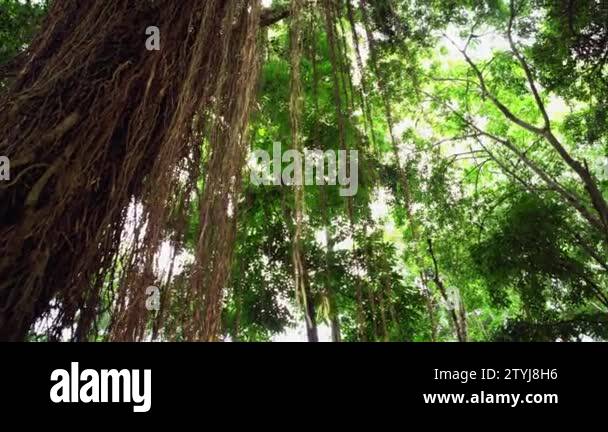 Paving slabs overgrown with moss. Walk through rainforest path Stock ...