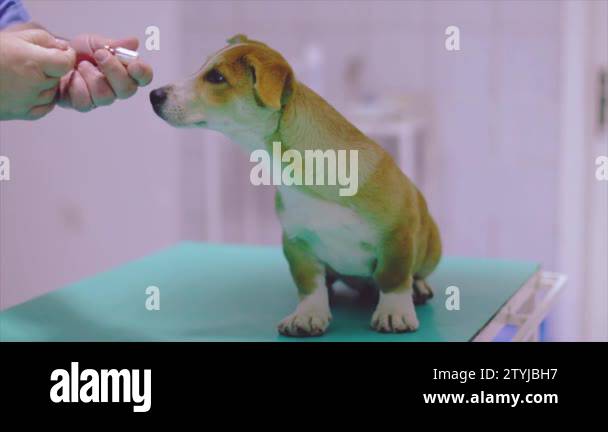 Animal doctor injection Stock Videos & Footage - HD and 4K Video Clips ...