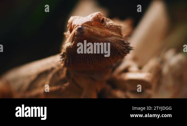 Bearded dragon, also known as Pogona, sitting on a tree branch. This ...