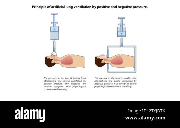 Respiratory system of human the anatomy of airways. Physiology ...