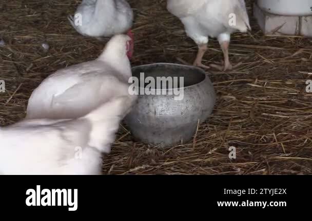 Broiler chicken straw Stock Videos & Footage - HD and 4K Video Clips ...