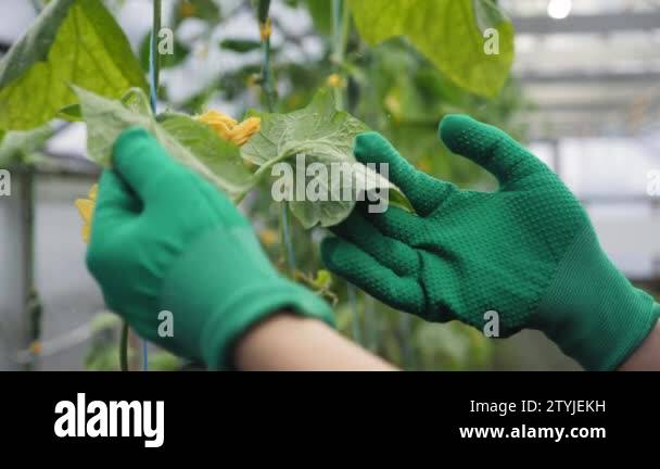 White seedling Stock Videos & Footage - HD and 4K Video Clips - Alamy