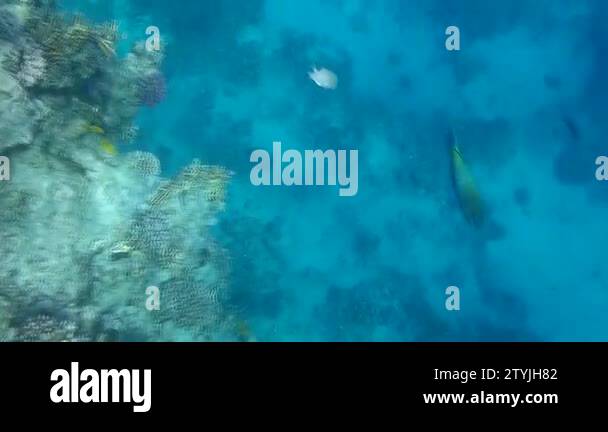 Underwater shooting of the fishes and reef in red sea Stock Video ...
