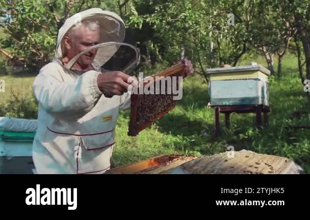 A beekeeper works with the bees and the hives in the apiary. a man in a protective suit at the ...