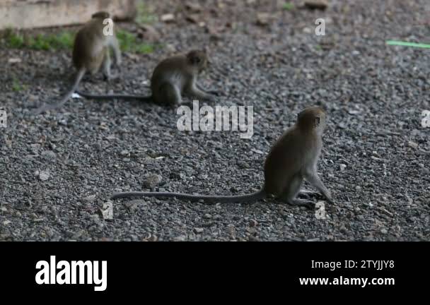 Monkey eats rice on the pebbles Stock Video Footage - Alamy