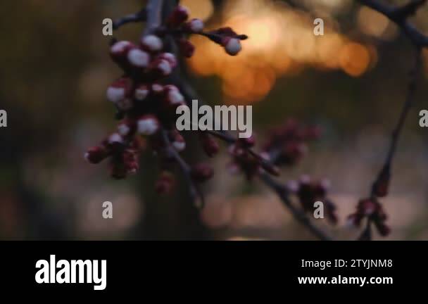 Buds cherry tree Stock Videos & Footage - HD and 4K Video Clips - Alamy
