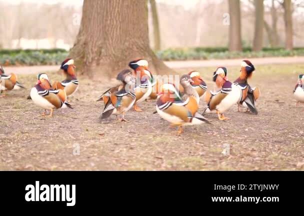 Duck mating season Stock Videos & Footage - HD and 4K Video Clips - Alamy