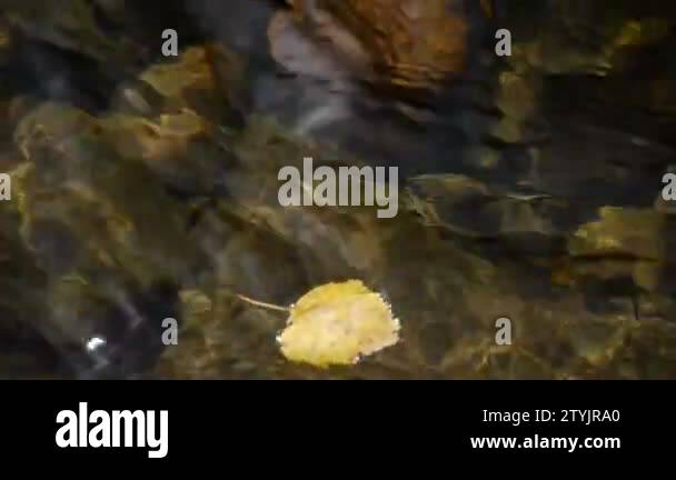 Flows to leaf river Stock Videos & Footage - HD and 4K Video Clips - Alamy