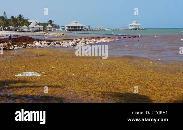 Mexico paradise beach ruined by sargassum weed. People piling it up for ...
