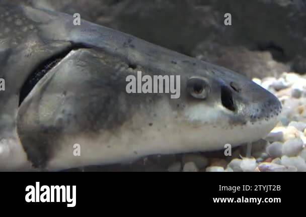 Slit fish Stock Videos & Footage - HD and 4K Video Clips - Alamy