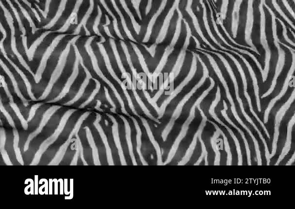 Zebra fabric texture Stock Videos & Footage - HD and 4K Video Clips - Alamy
