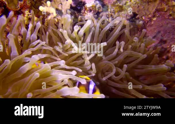 Red Sea Anemonefish (Amphiprion bicinctus). A married couple of fishes ...