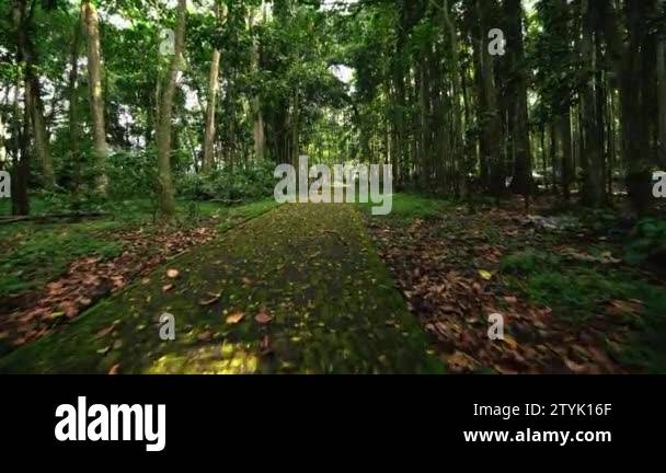 Paving slabs overgrown with moss. Walk through rainforest path Stock ...
