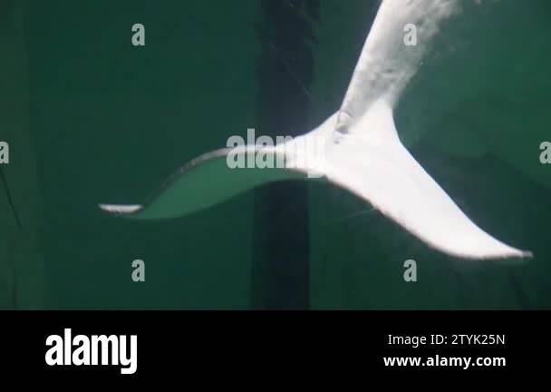 Beluga whale Stock Videos & Footage - HD and 4K Video Clips - Alamy