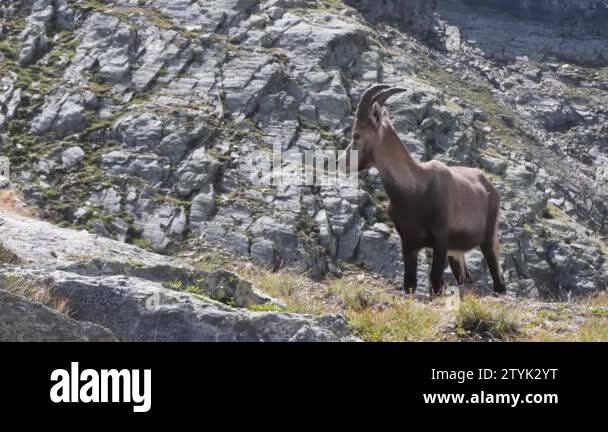 Alpine stone goat Stock Videos & Footage - HD and 4K Video Clips - Alamy