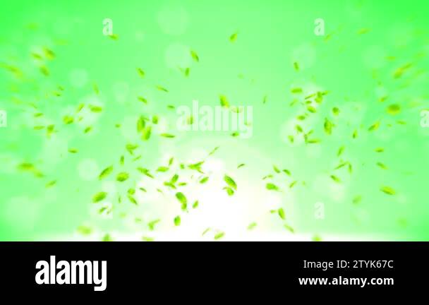 Confetti loop animation Stock Videos & Footage - HD and 4K Video Clips ...