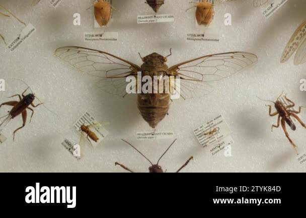Museum insects Stock Videos & Footage - HD and 4K Video Clips - Alamy