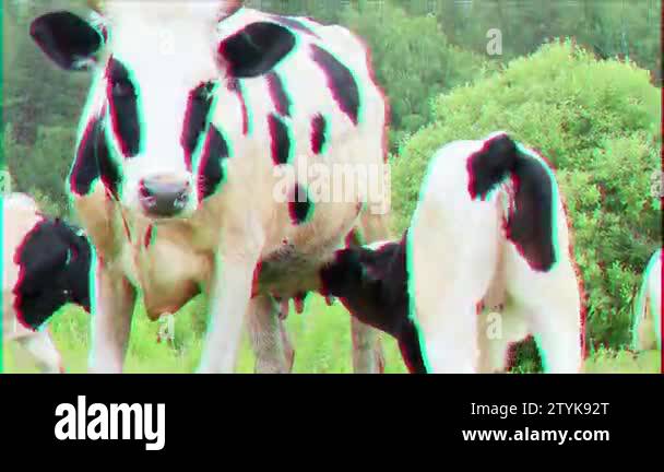 Glitch effect. Calf sucks a cow's udder Stock Video Footage - Alamy
