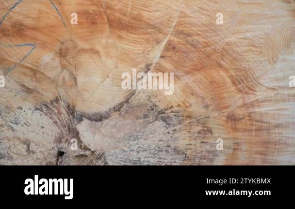 Pile cut marked tree Stock Videos & Footage - HD and 4K Video Clips - Alamy