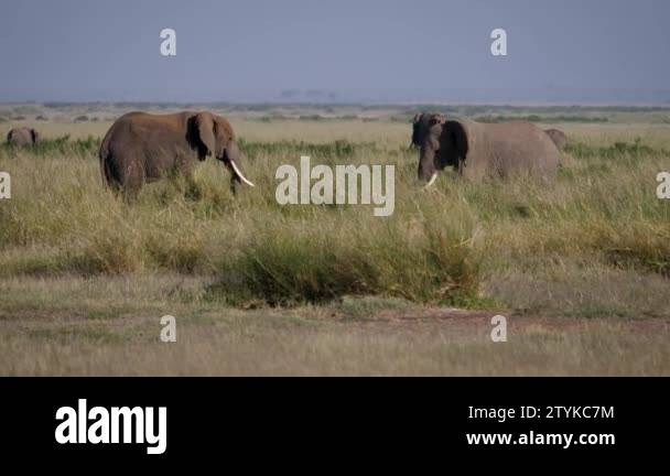 Adult Bull Elephants Before Fight Evaluate And Intimidate Each Other In ...