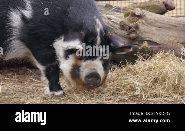 White wild boar Stock Videos & Footage - HD and 4K Video Clips - Alamy