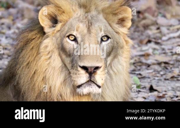 Lion face close Stock Videos & Footage - HD and 4K Video Clips - Alamy