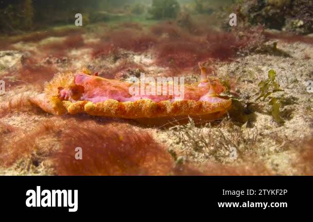 Nudibranchs, the Spanish dancer. Exciting night diving off the ...