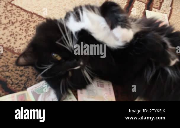 Tongue lolling Stock Videos & Footage - HD and 4K Video Clips - Alamy