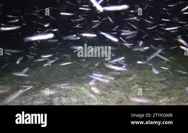 Fish of the Red Sea. Night video, many small fish swim in the light of ...