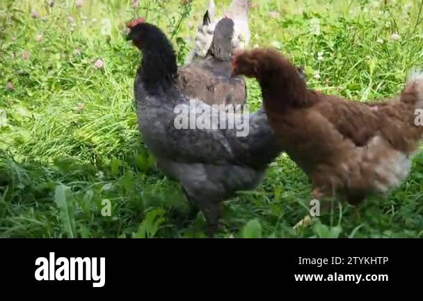 Free range hens chickens Stock Videos & Footage - HD and 4K Video Clips ...