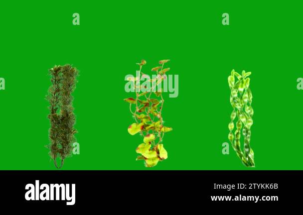 Underwater plants motion graphics with green screen background 2 Stock ...