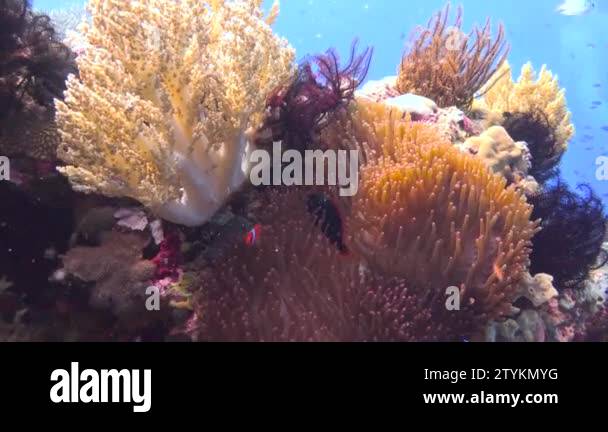 Symbiosis of clownfish and anemones. Fascinating underwater dives off ...