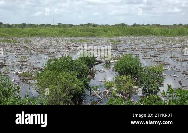 Mexican mud Stock Videos & Footage - HD and 4K Video Clips - Alamy