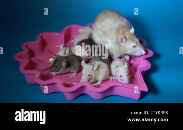Little beige and black baby rats and their big mother with red eyes eat ...