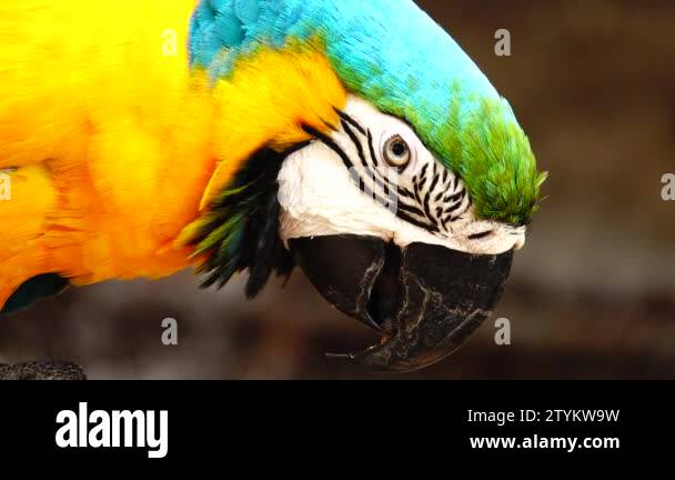 Hyacinth macaw bright blue Stock Videos & Footage - HD and 4K Video ...