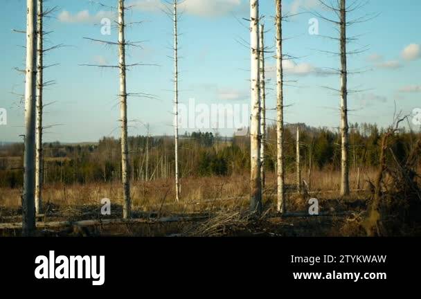 Bark wood beetle pest Ips typographus infestation, spruce and bast tree ...