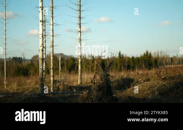 Bark wood beetle pest Ips typographus infestation, spruce and bast tree ...